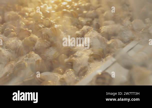 Extraction of mucin from snails. The modern method of snail extraction ...