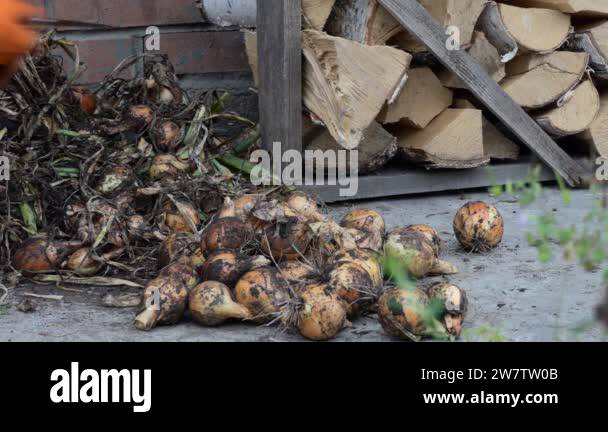 Onion stalk Stock Videos & Footage - HD and 4K Video Clips - Alamy