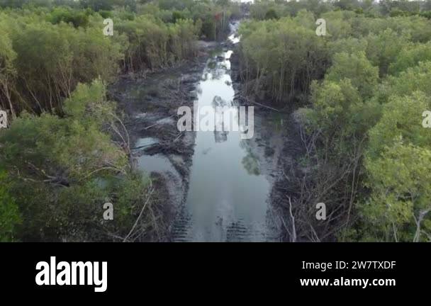 Mangrove destruction Stock Videos & Footage - HD and 4K Video Clips - Alamy