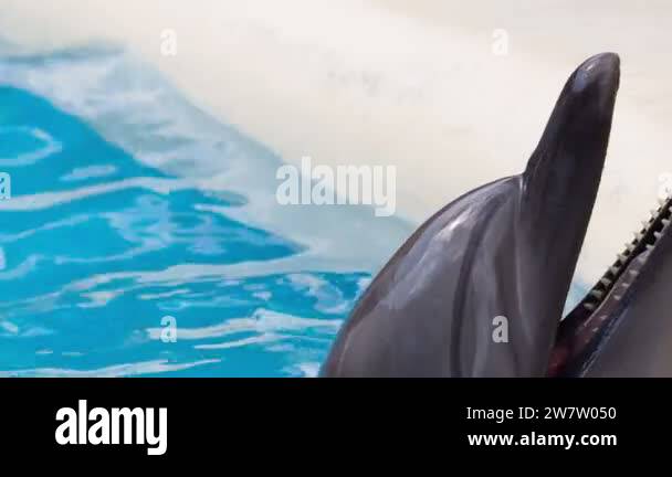 Dolphin mouth Stock Videos & Footage - HD and 4K Video Clips - Alamy