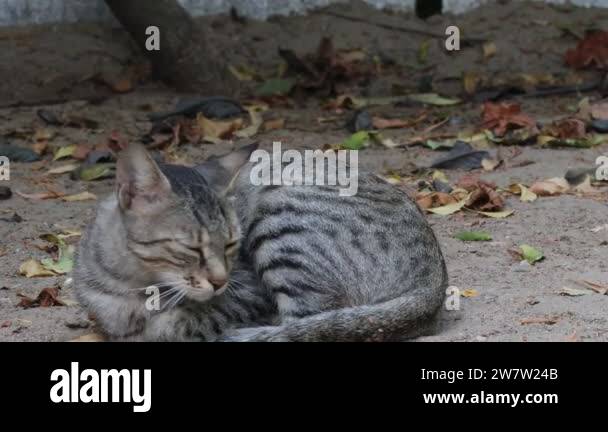 Close-up full body of A pet tabby cat looks at the camera while lying ...