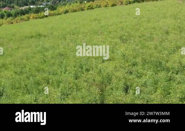 Field of Mongolian milkvetch (Astragalus membranaceus). Aerial view ...