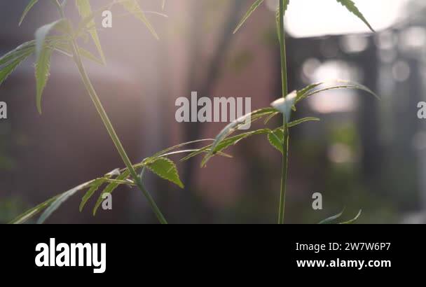 Green Marijuana tree cannabis plant narcotic herbal in greenhouse. Hemp ...