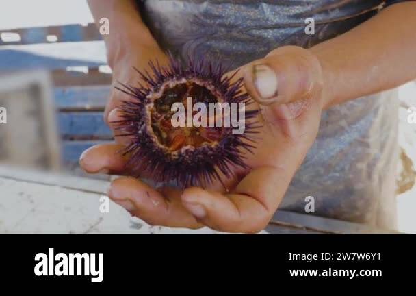 Animal fats fat Stock Videos & Footage - HD and 4K Video Clips - Alamy