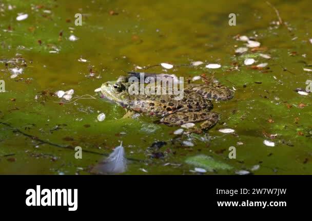 Common frog, Rana temporaria, single reptile croaking in water, also ...