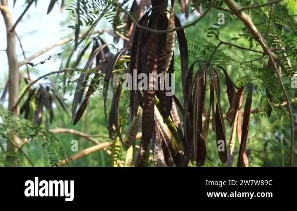 Leucaena leucocephala (jumbay, river tamarind, subabul, white popinac ...
