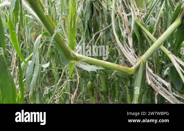 Hail corn field destroyed hail Stock Videos & Footage - HD and 4K Video ...