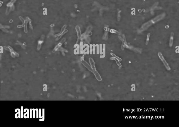 Human chromosomes microscope Stock Videos & Footage - HD and 4K Video ...