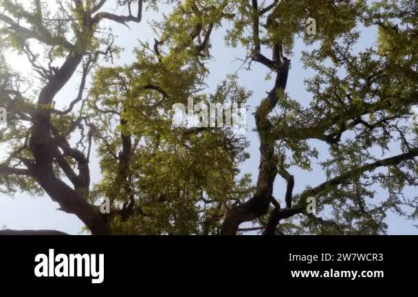 Horizontal roll movement Stock Videos & Footage - HD and 4K Video Clips ...