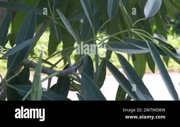 Tabebuia caraiba (Tabebuia aurea, Caribbean trumpet, silver trumpet ...