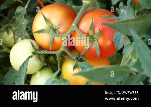 Open field garden Stock Videos & Footage - HD and 4K Video Clips - Alamy