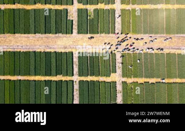 Farmers in the field among different varieties of planted fields of ...
