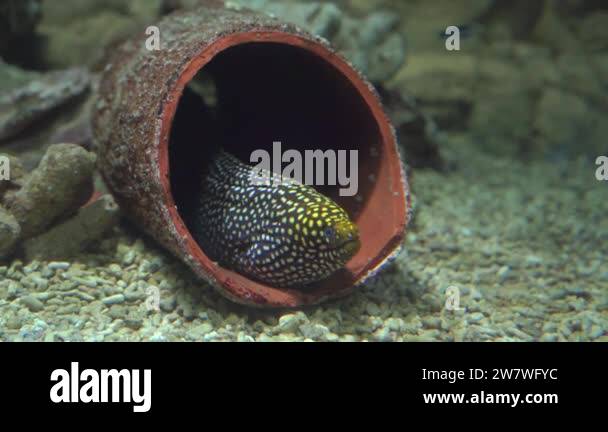 Leopard moray eel has become quiet while hunting or resting in ...
