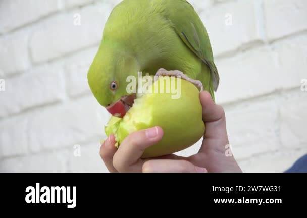Parrot Eating Apple, Alexandrine Parakeet Bird Eats Fruits, Child, Kid ...