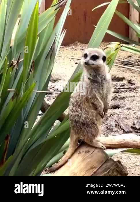 Meerkat and funny Stock Videos & Footage - HD and 4K Video Clips - Alamy