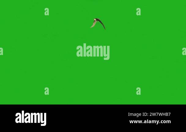 Flying eagle green screen motion Stock Videos & Footage - HD and 4K ...