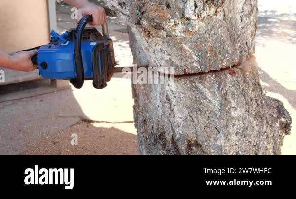 Chainsaw in action for cutting wood. worker cuts a tree trunk into logs ...