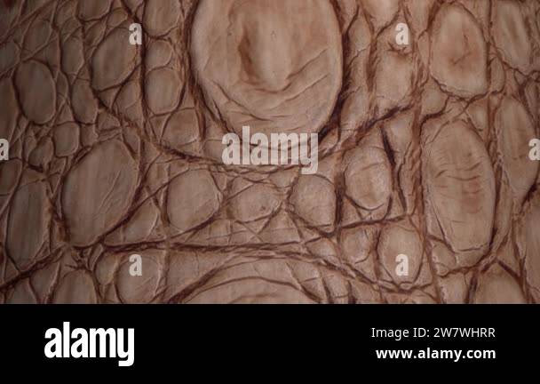 Natural lizard skin pattern Stock Videos & Footage - HD and 4K Video ...