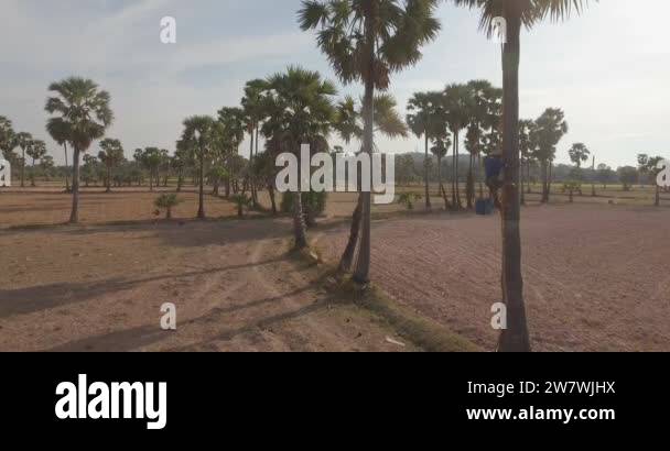 fly downwards a toddy-tapper climbing down a palm tree to collect palm ...