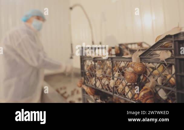 Extraction of mucin from snails. The modern method of snail extraction ...