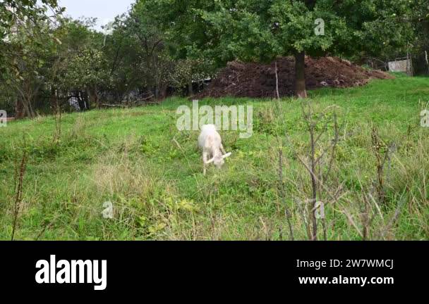 White goat grazes in the old apple tree garden eat grass and apples ...