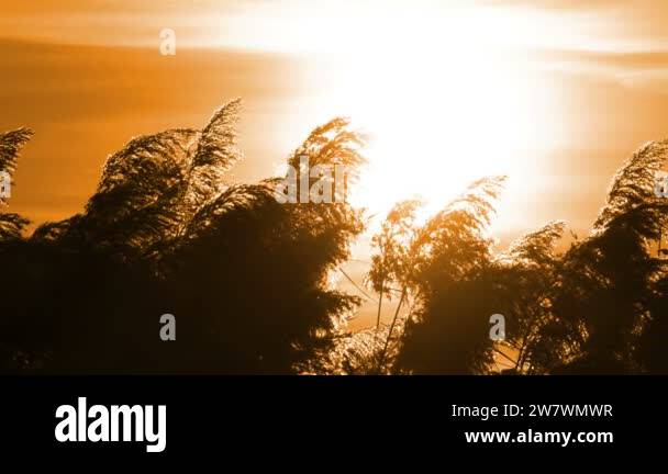 Dramatic landscape reed river Stock Videos & Footage - HD and 4K Video ...