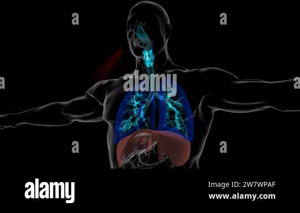 Dust particle inhaling human lungs breathing 3D animation Stock Video ...