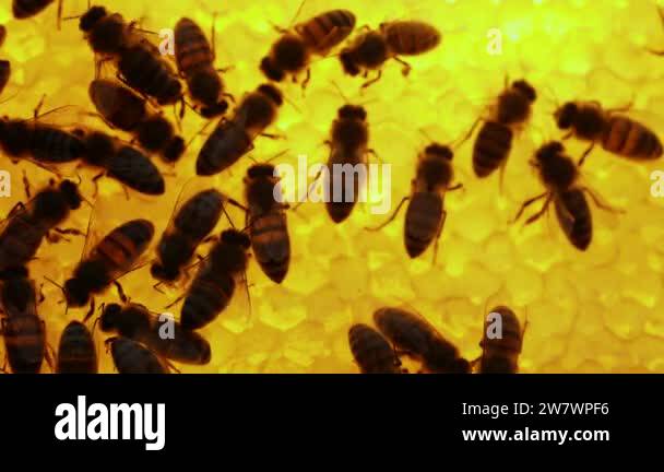 Bees inside the beehive. Honeycomb close up. Honey Bee colony in hive ...