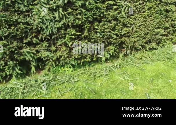 Garden lawn hedge path topiary Stock Videos & Footage - HD and 4K Video ...