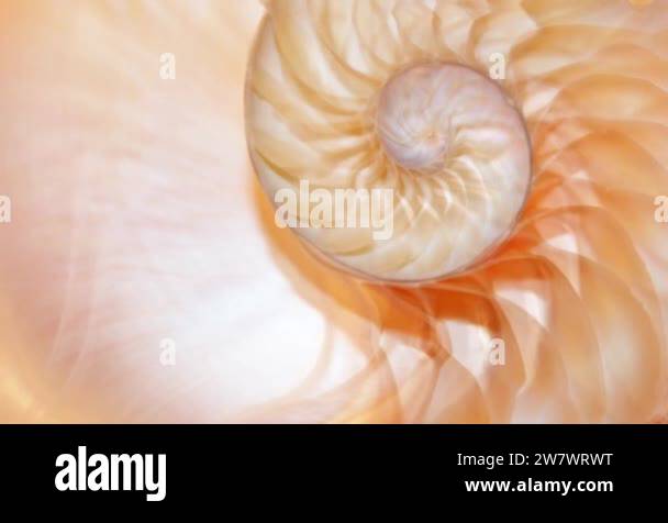 nautilus shell stock Fibonacci footage video clip turning golden ratio ...