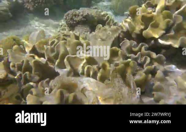 Beautiful coral reef covered with plastic and other garbage. Plastic ...