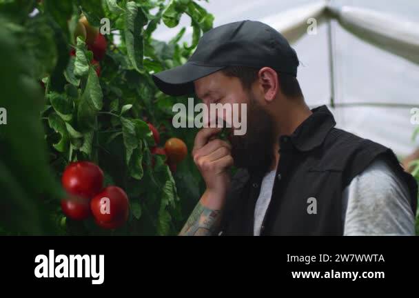 Man eating tomato Stock Videos & Footage - HD and 4K Video Clips - Alamy