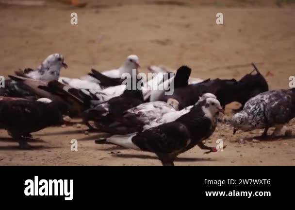 White pigeon in group of pigeons Stock Videos & Footage - HD and 4K ...
