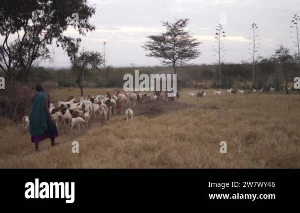 Maasai walking with his cattle in a traditional African village ...