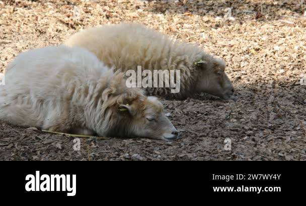 Sleeping in the sun Stock Videos & Footage - HD and 4K Video Clips - Alamy