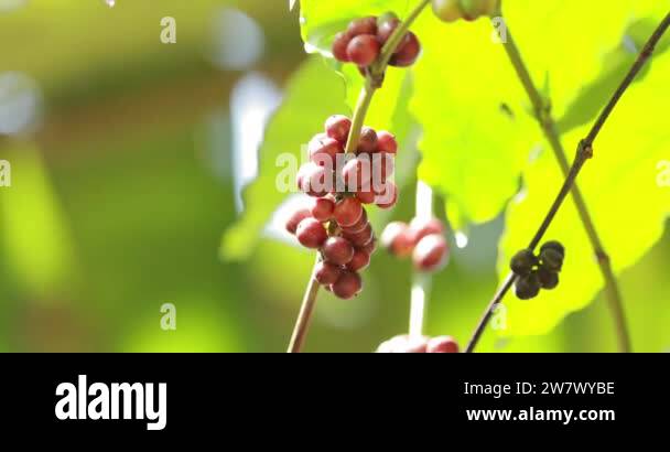 Goa, India. Young Coffee Beans Growing On Coffee Tree Plantation ...
