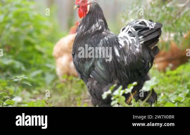 Chicken feeding on traditional rural barnyard. Hens on barn yard in eco ...