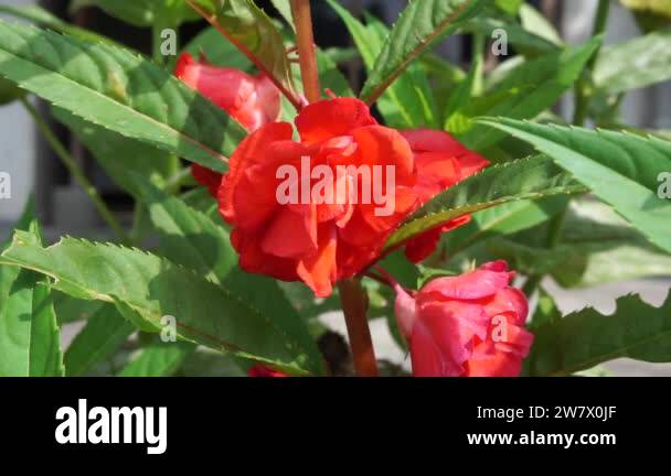 Impatiens balsamina (balsam, garden balsam, rose balsam, touch me not ...