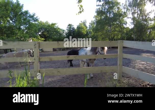 ponies walk in the paddock. ponies in the paddock eat grass. wooden ...