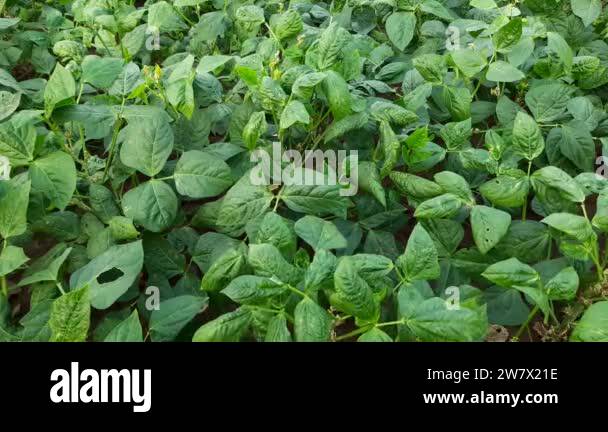 Cowpea plant in vegetable garden. Thecowpea(Vigna unguiculata) is ...