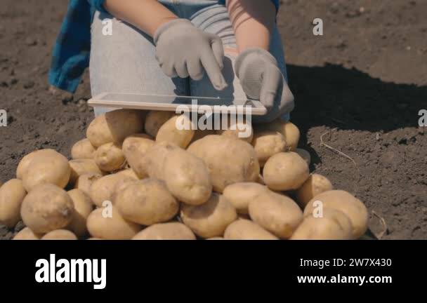 Harvesting potatoes on the farm, agriculture, a farmer with a tablet ...