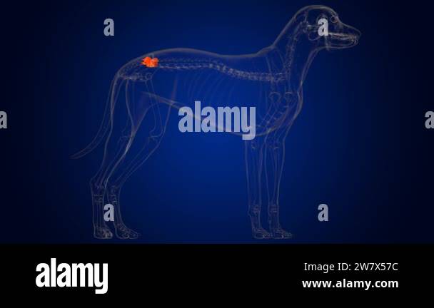 Sacrum bone anatomy Stock Videos & Footage - HD and 4K Video Clips - Alamy