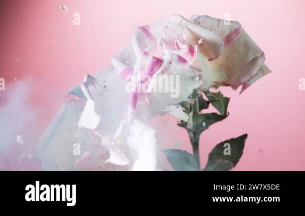 Super slow motion of exploding head of pink rose, frozen by liquid ...