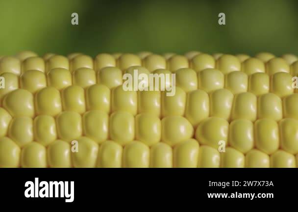 Rows of yellow corn on cob. Fresh sweet corn on the cob, an ingredient ...