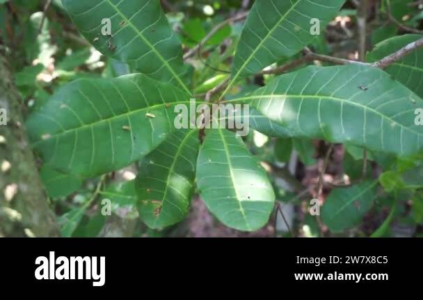 The cashew tree (Anacardium occidentale) with natural background ...