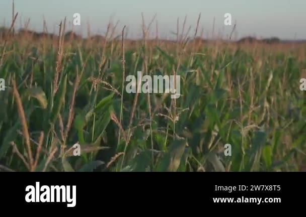 Agribusiness and agriculture, farmland in France Brittany region. Green ...