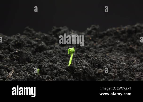 Germinating Seed Growing in Ground Agriculture Spring Summer Timelapse ...