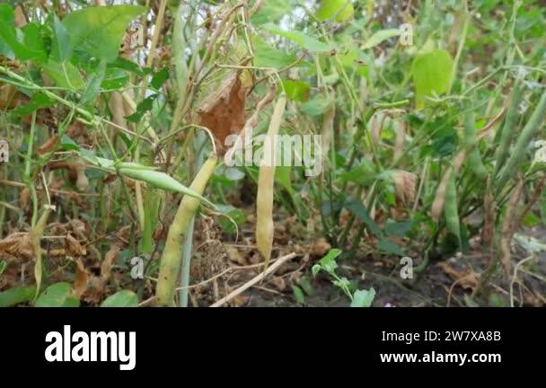Harvesting legumes Stock Videos & Footage - HD and 4K Video Clips - Alamy