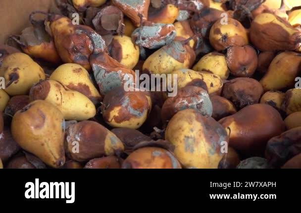 A pile of rotten, moldy pears. Mildew on Fruits. Food loss and waste ...