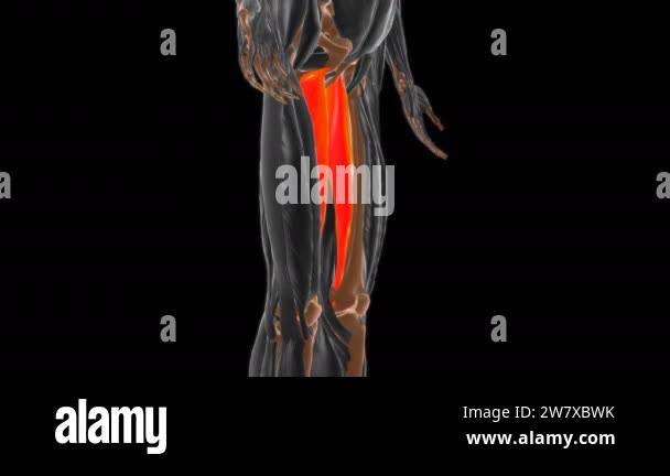 Adductor tendon Stock Videos & Footage - HD and 4K Video Clips - Alamy